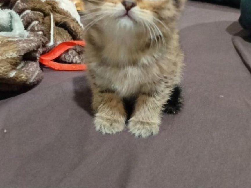 Шотландские котята