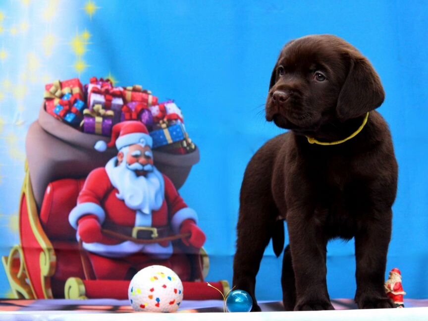 Шоколадные мальчики, лабрадор