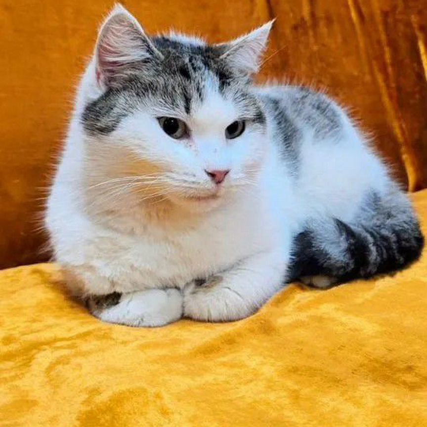 Отдам божественно ласковую кошечку