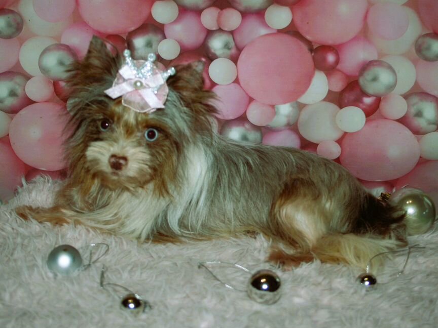 Новогодний Ангелочек