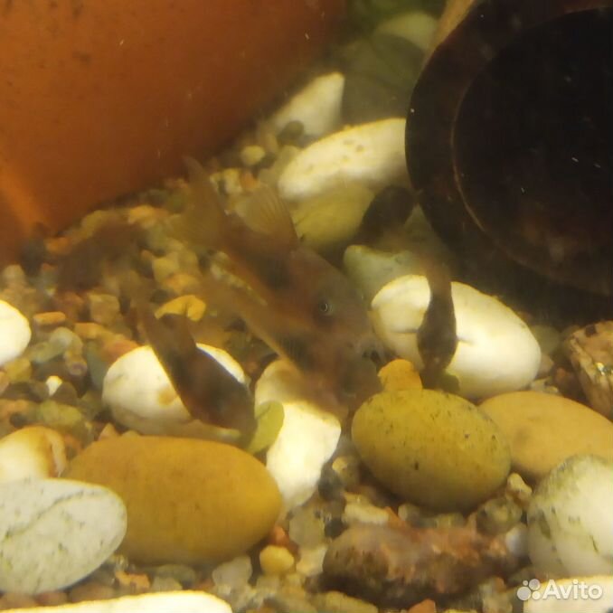 Аквариумные сомики Золотистый коридорас