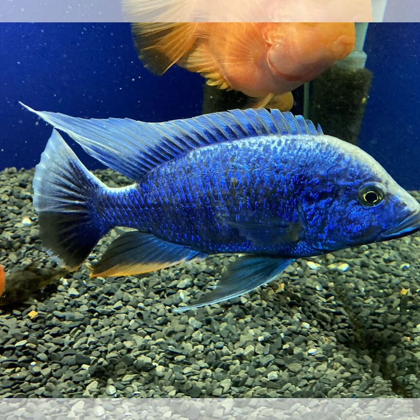 Хаплохромис васильковый