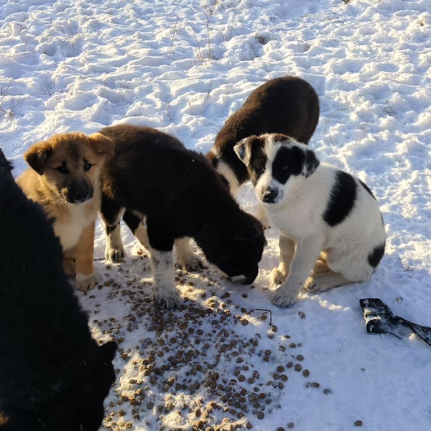 Щенок в добрые руки