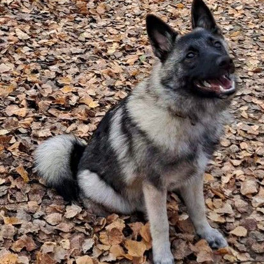 Норвежский элкхаунд, щенок