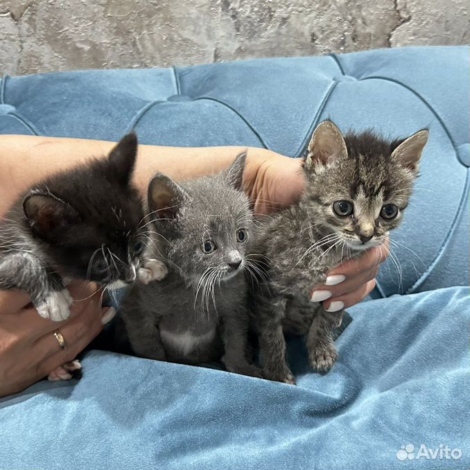 Котятам 1,5 месяца,кушают сами,игривые