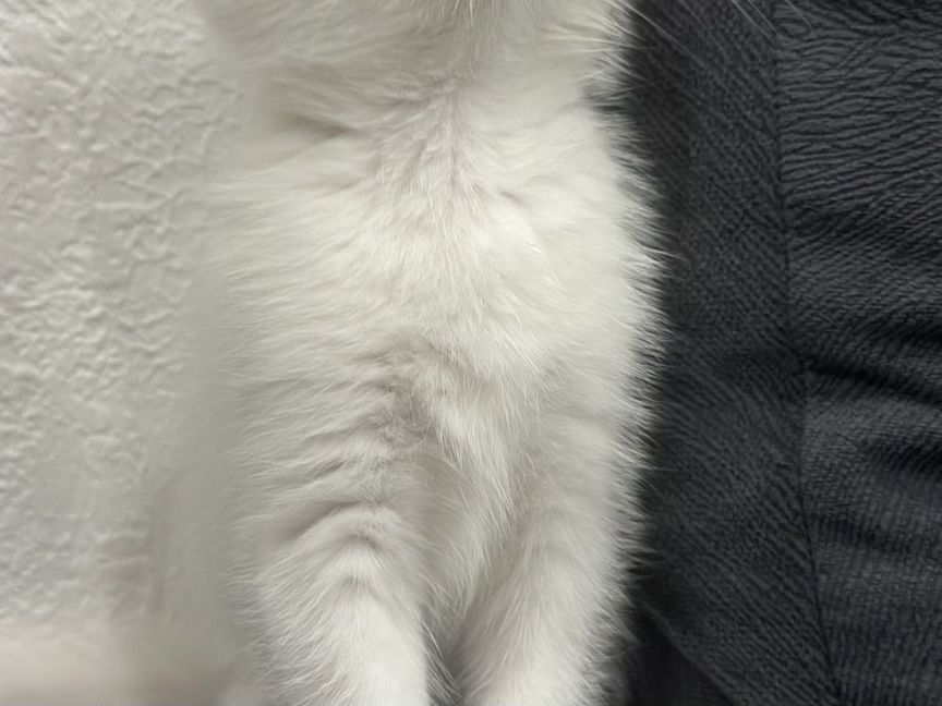 Шотландская вислоухая