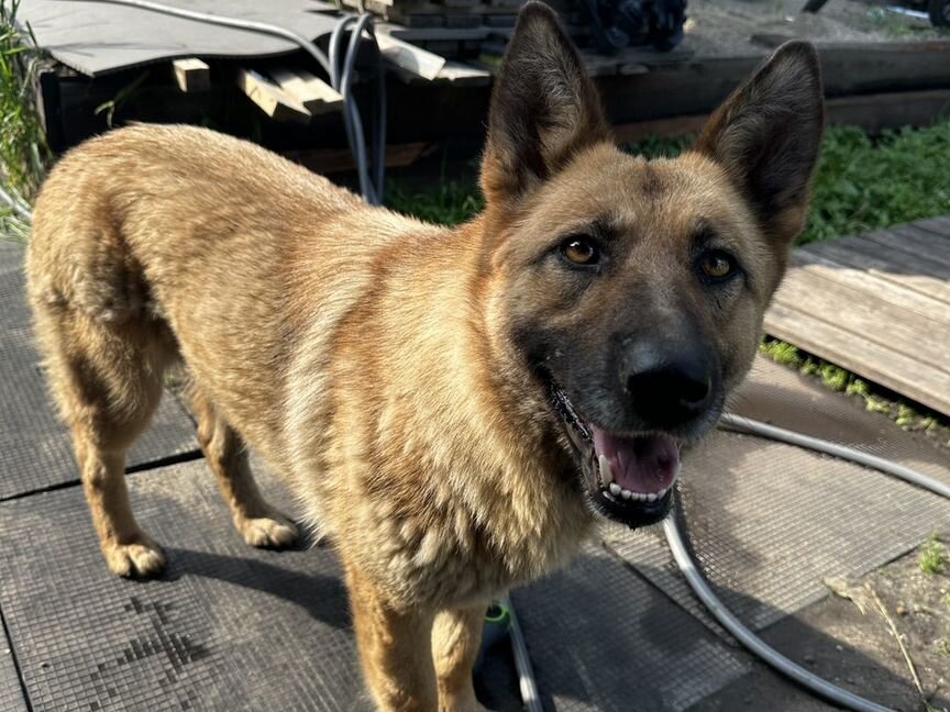 Немецкая овчарка в добрые руки
