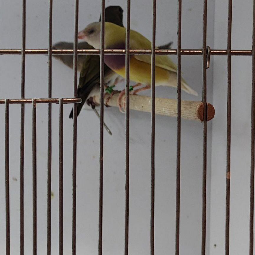 Амадины Гульда