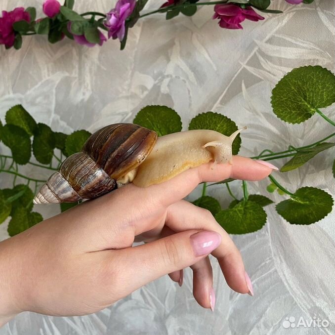 Ахатина фулика альбино