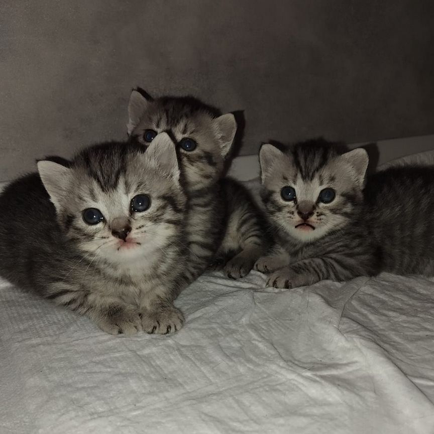 Шотландские котята
