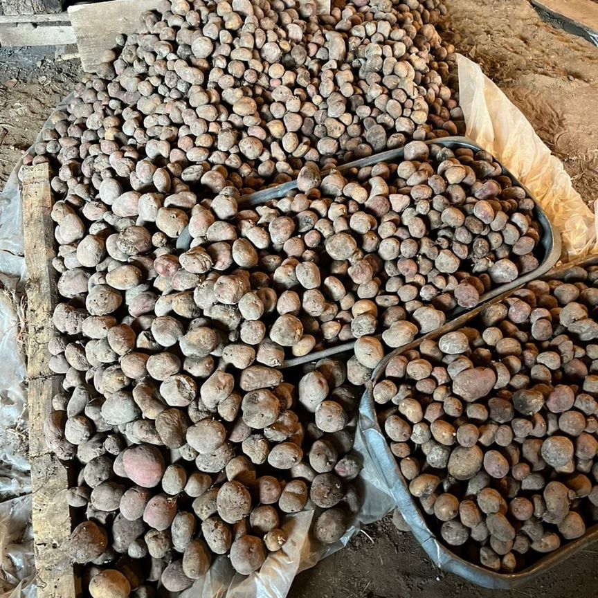 Картофель на корм скоту