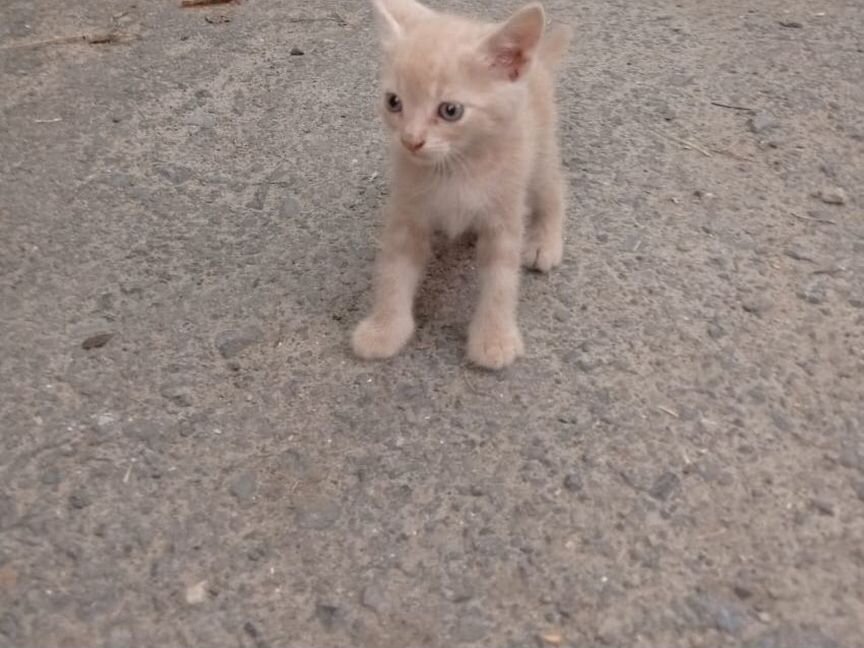 Кошка