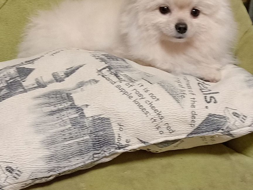 Белый шпиц мини, годик