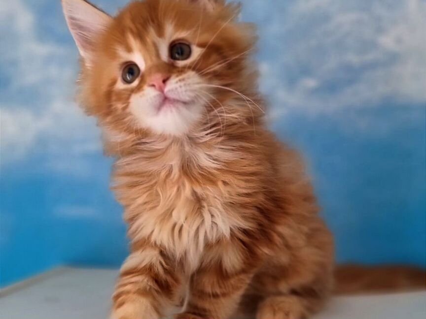 Котята мейн-кун с родословной