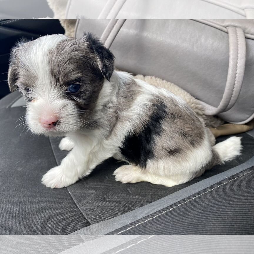 Йоркширский терьер, щенок