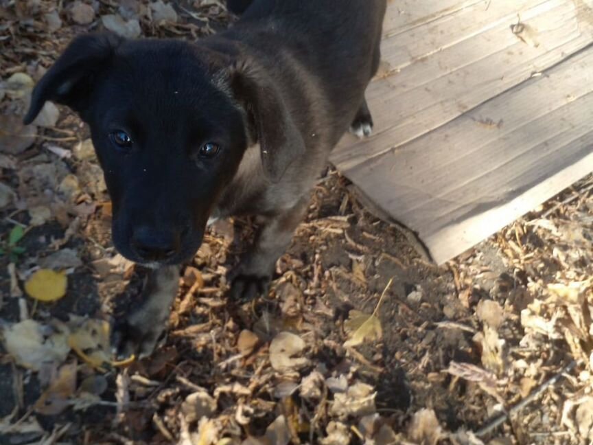 Щеночки в добрые руки