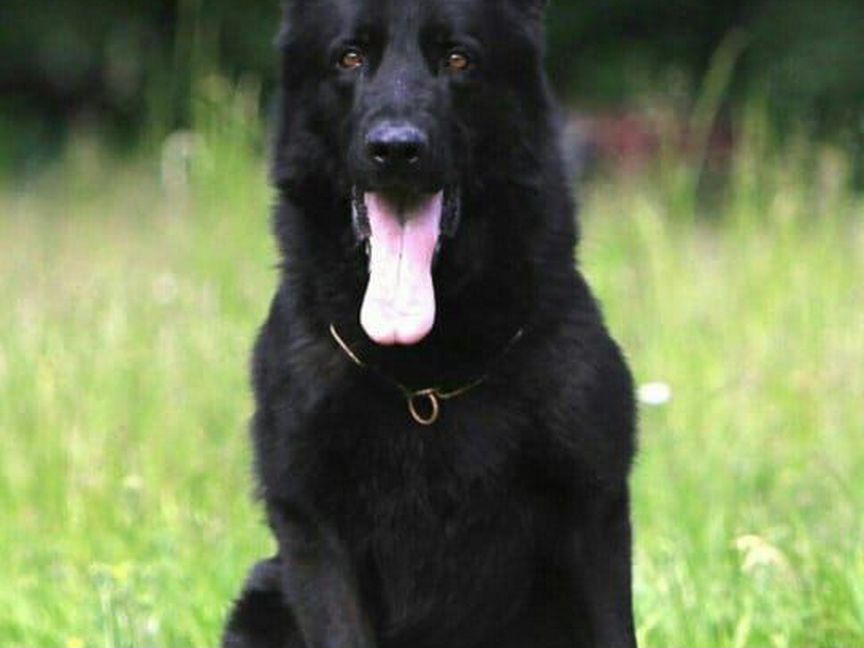 Щенки немецкой овчарки