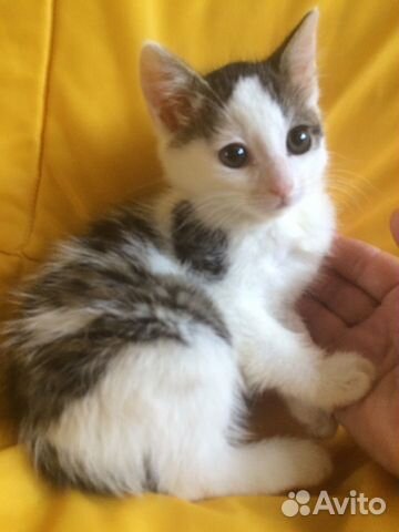 Милая Сенечка ищет дом