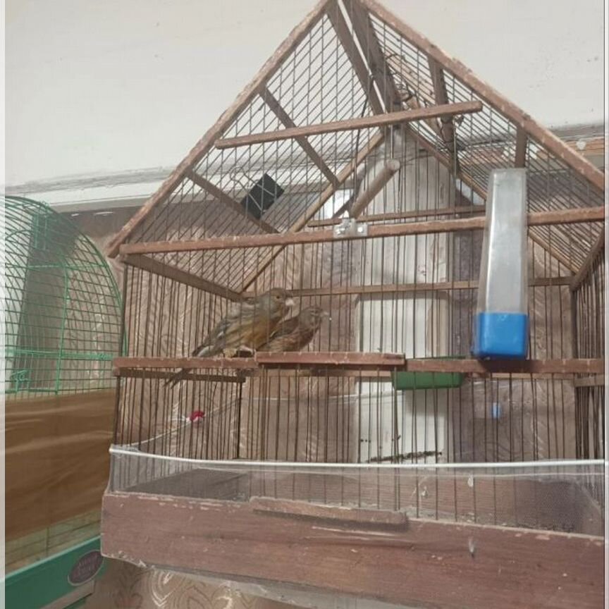 Канарейка и репел