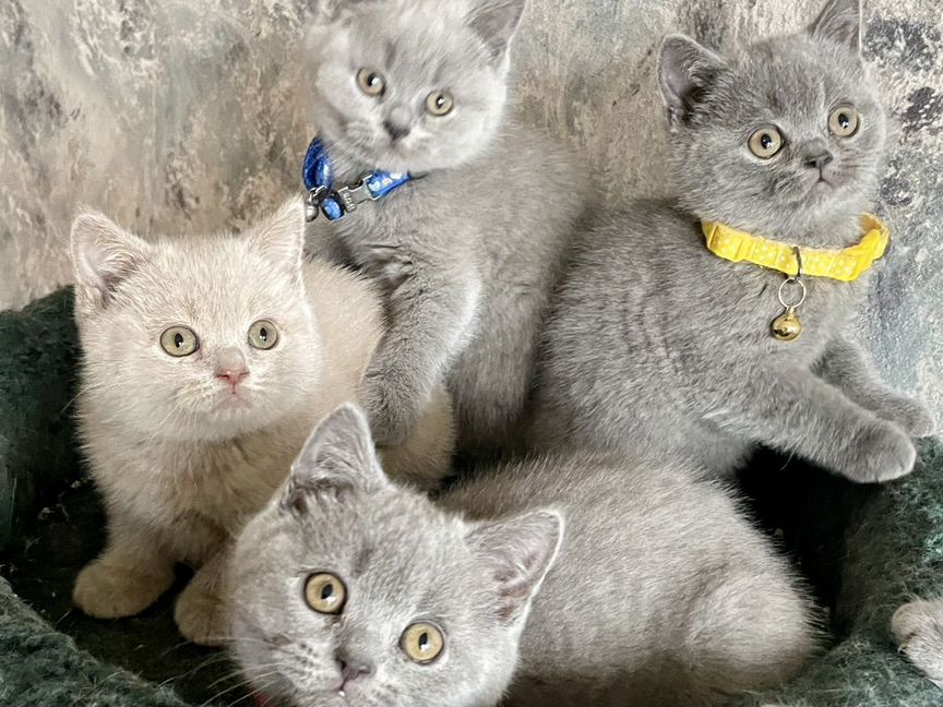 Британская короткошерстная