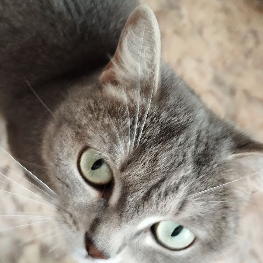 Взрослая, кошка в добрые руки