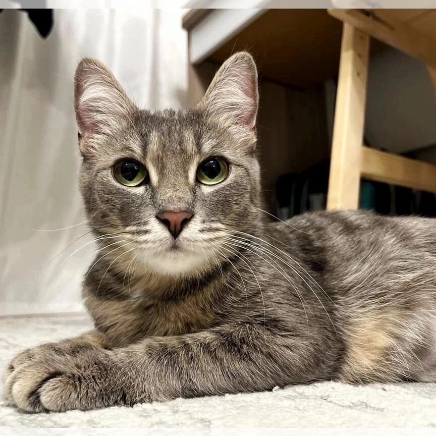 Кошка в добрые руки