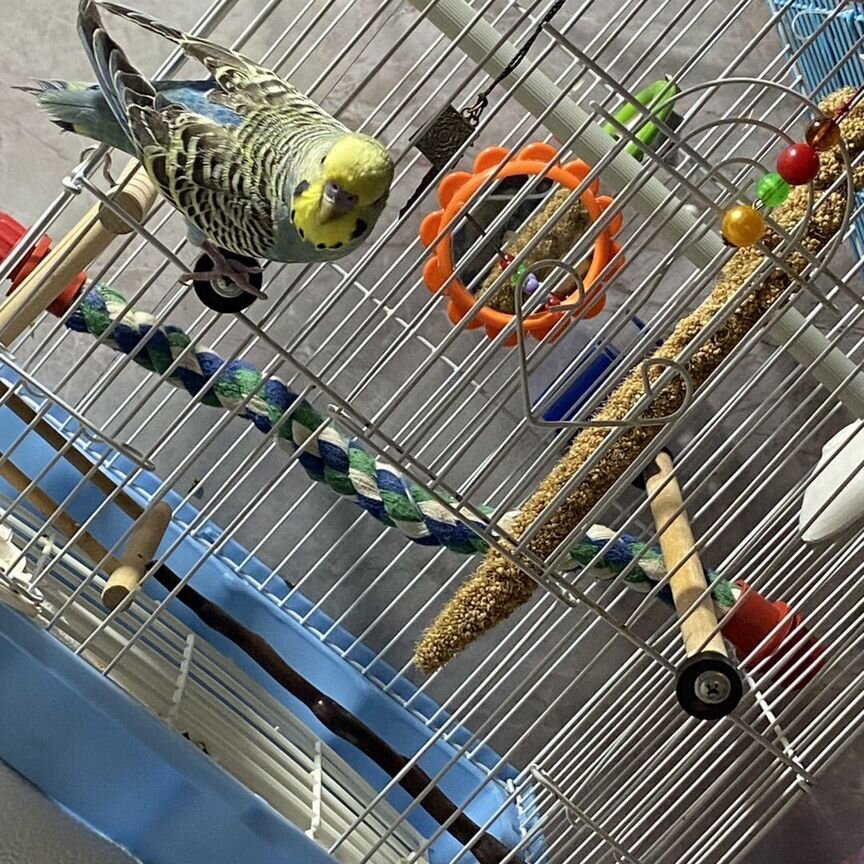 Попугай волнистый с приданым