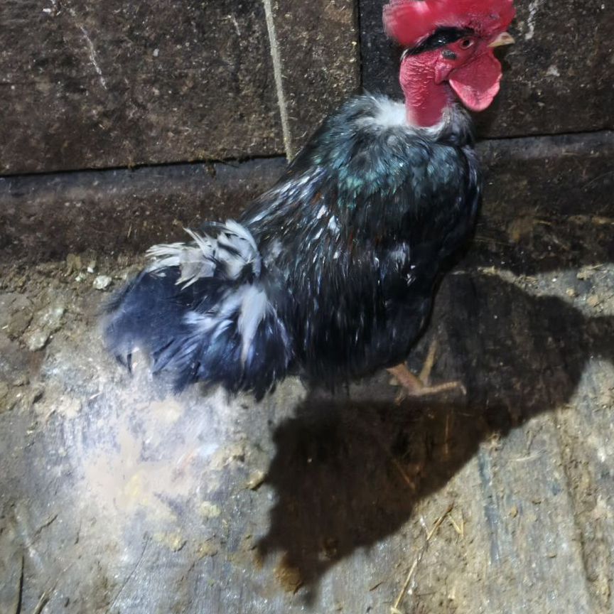 Молодые петухи