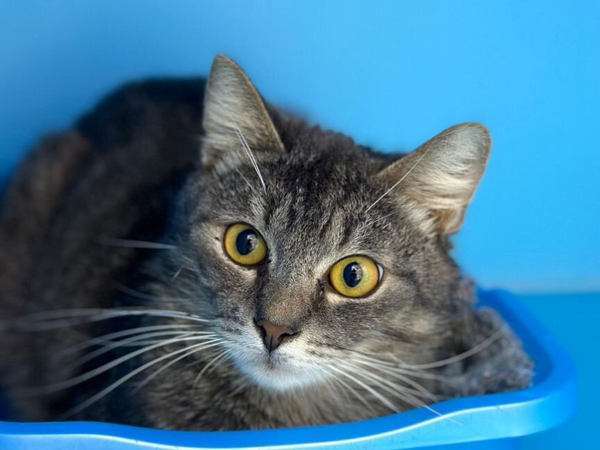 Янтароглазый милаха-Серко ищет дом