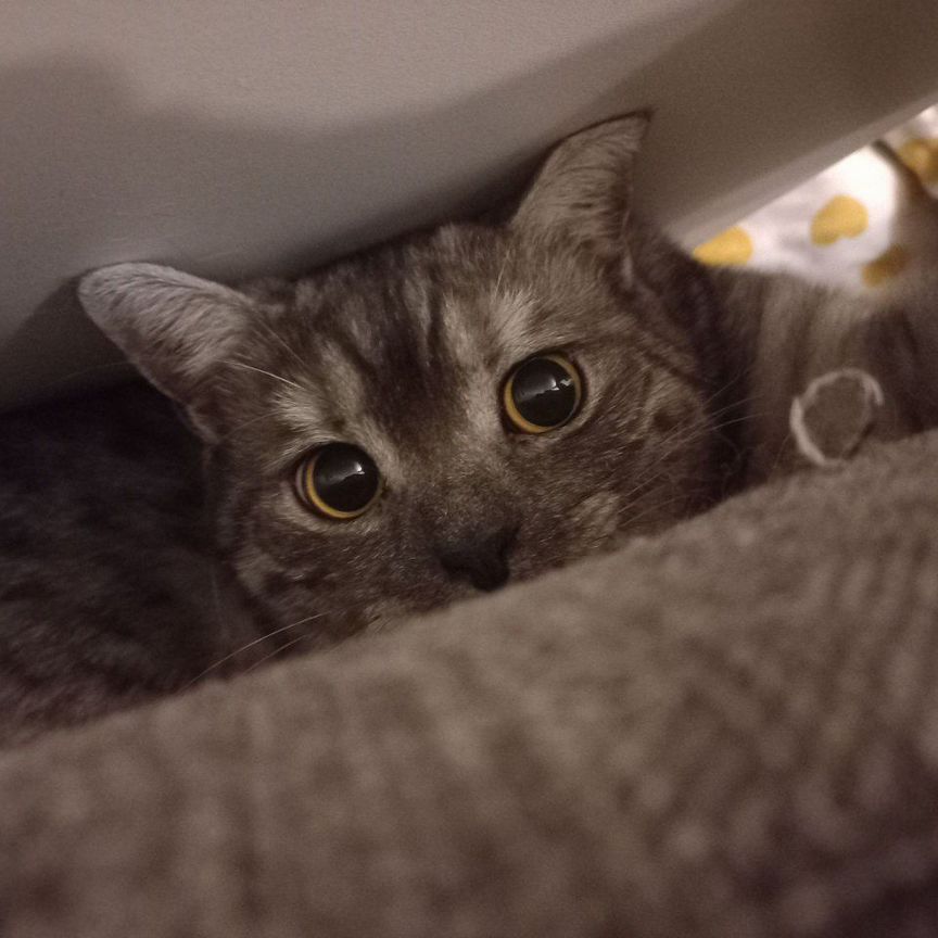 Шотландский кот страйт
