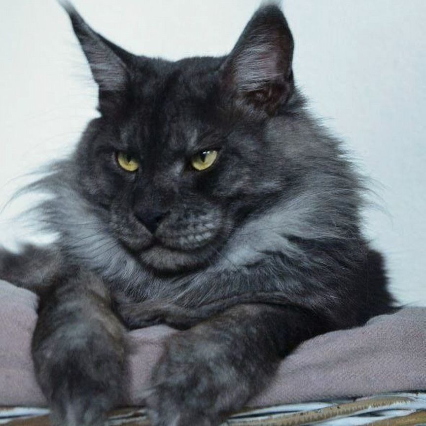 Мейн-кун вязка с документами