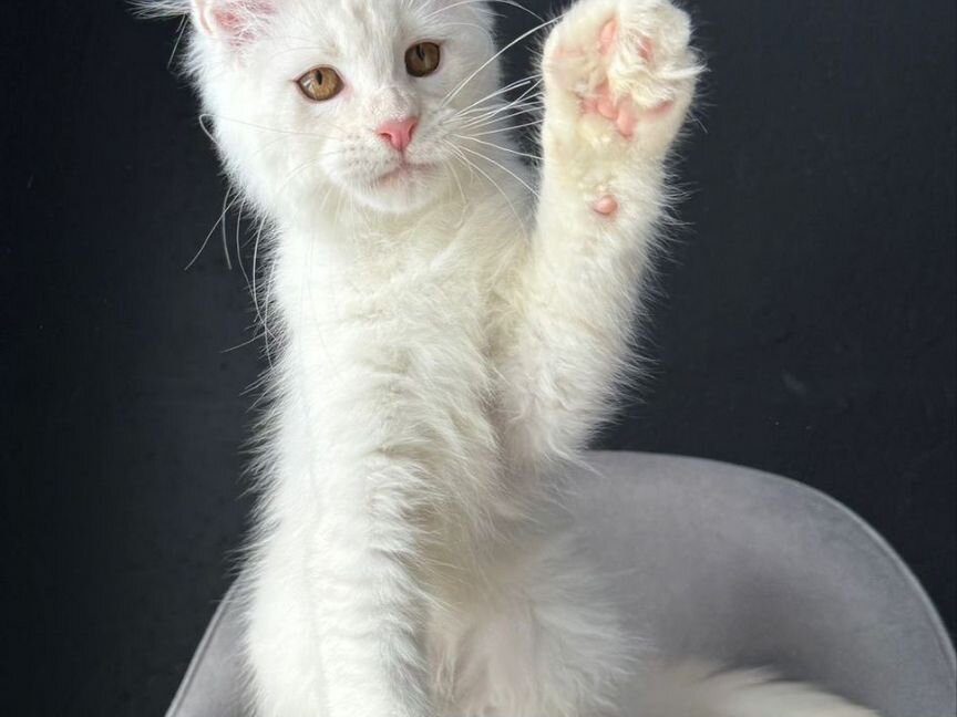 Котенок девочка Мэйн кун
