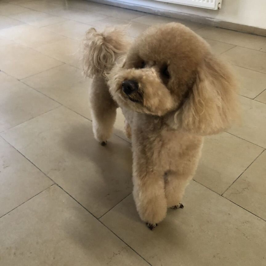 Той-пудель вязка