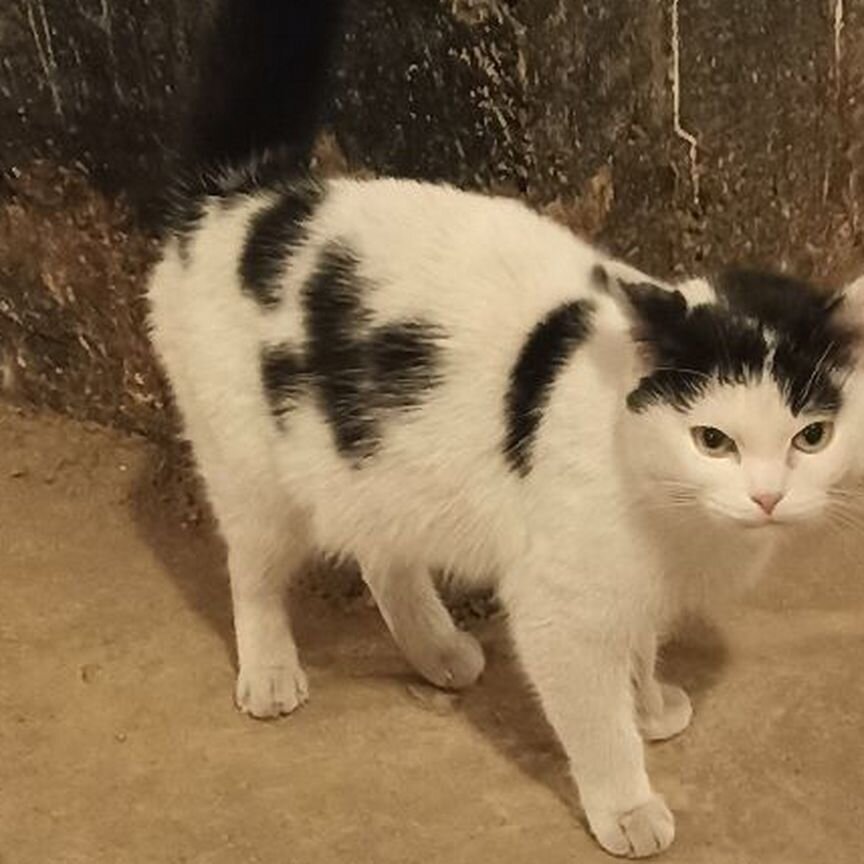 Отдадим девочку