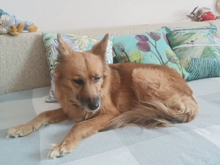 Пристроить собаку