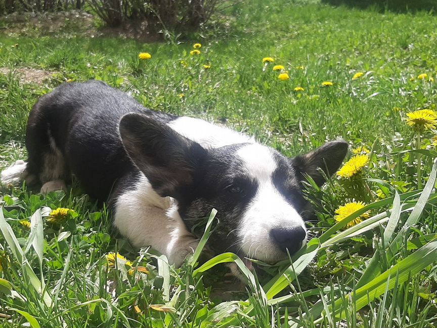 Собака Корги кардиган 7,5мес