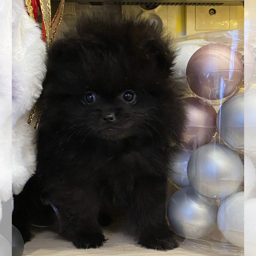 Померанский шпиц, щенок