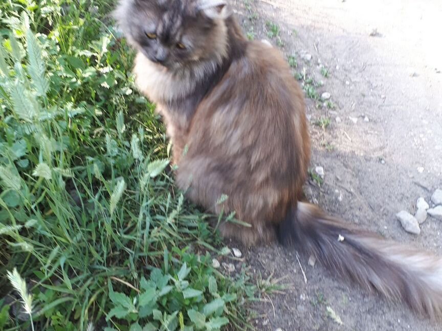 Кошка Шотландская прямоухая