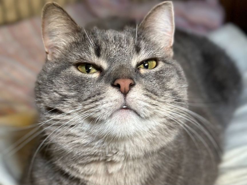 Ласковая приютская кошечка в добрые руки