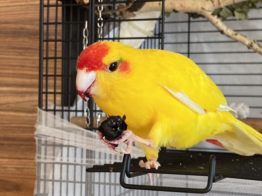 Какарик самец