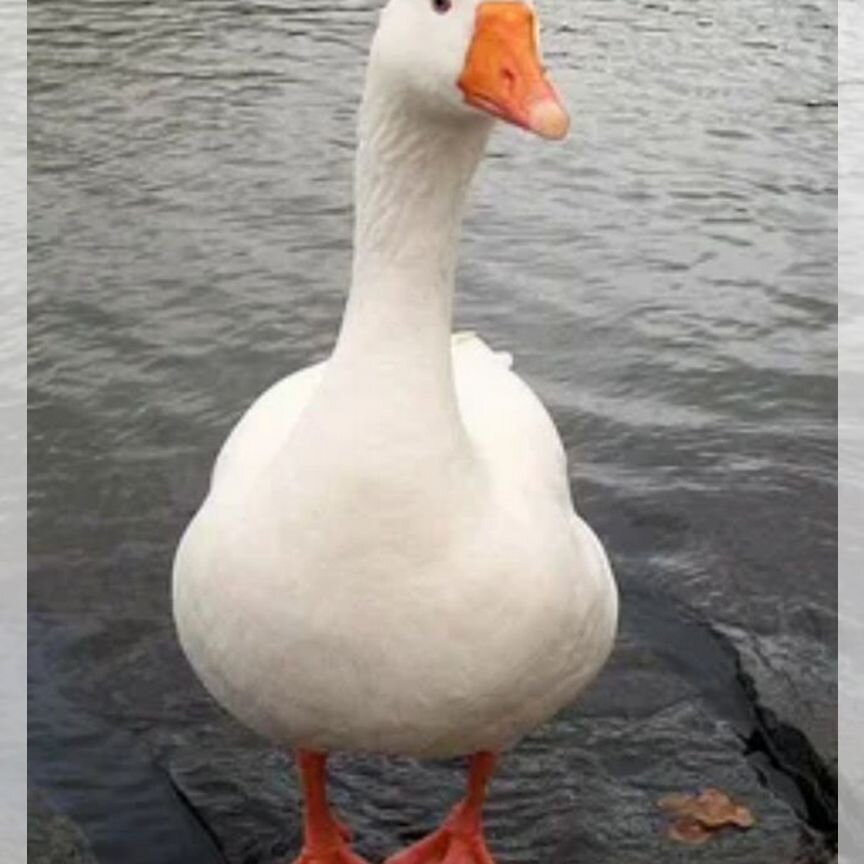 Продам гусей