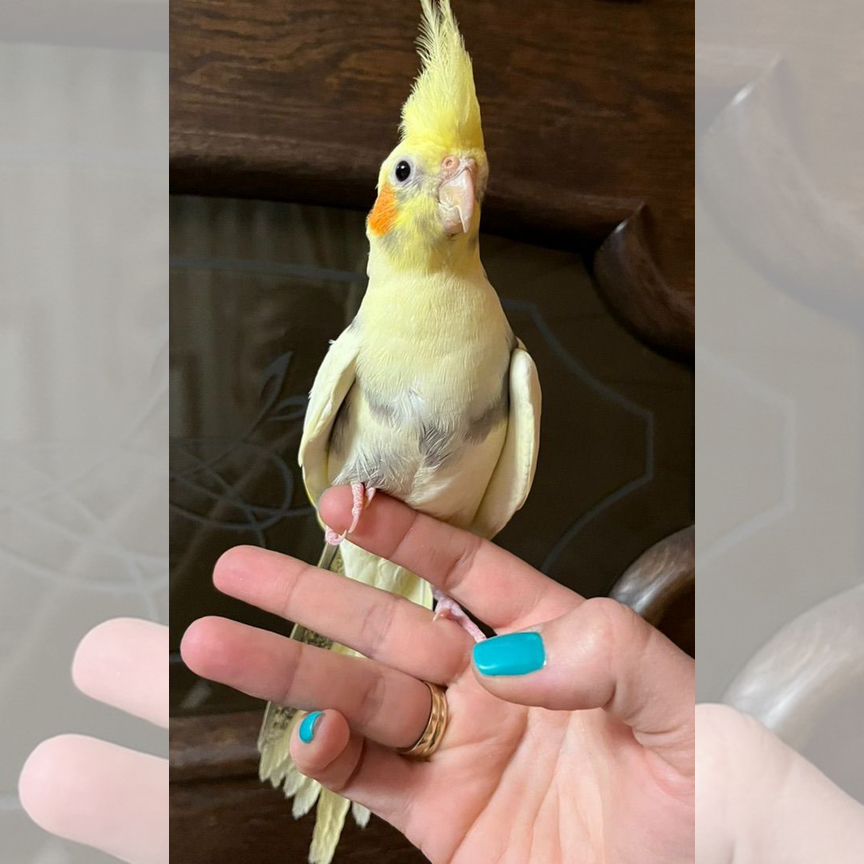 Попугай карелла