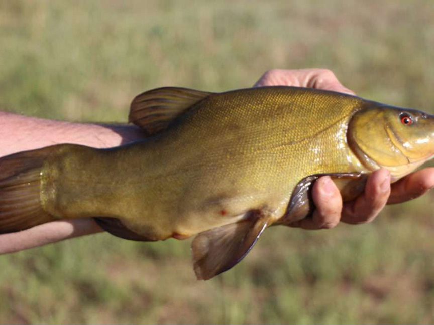 Рыба линь. Крупный