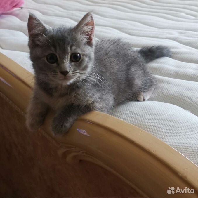 Кошка с ладошку