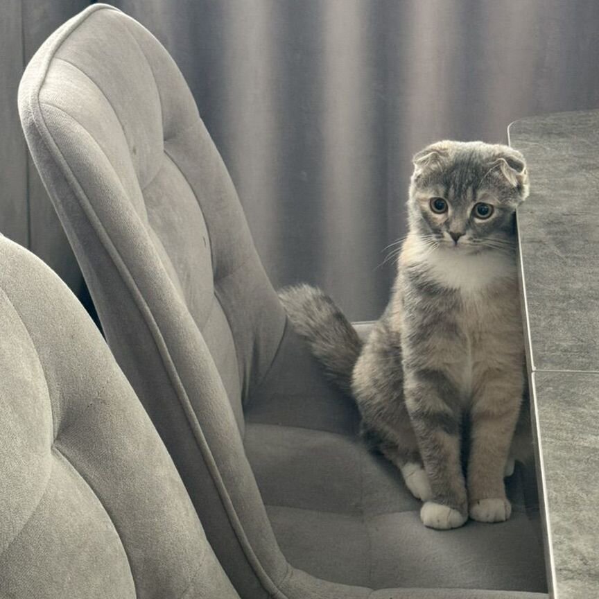 Шотландская вислоухая кошка бесплатно