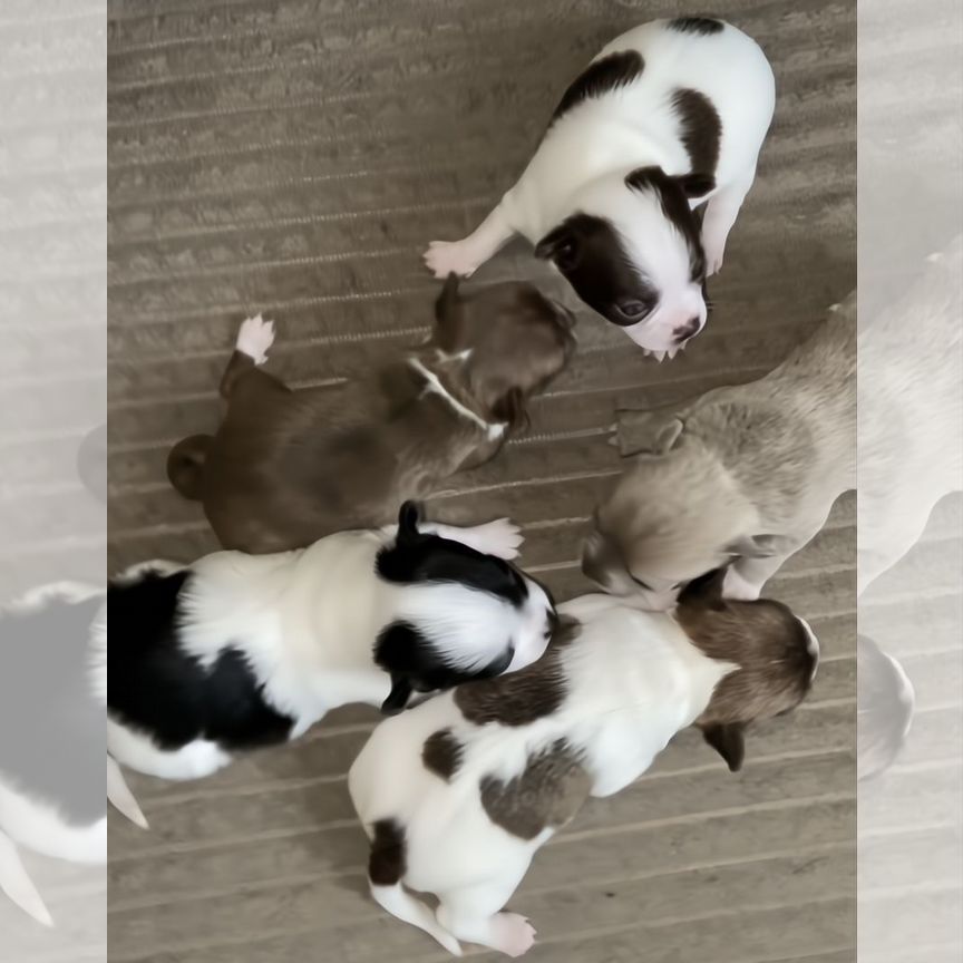 Чихуахуа, щенок