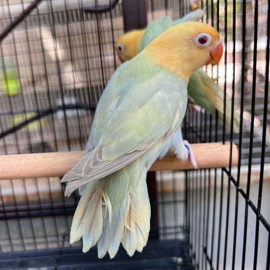Неразлучники фишера Parblue Pale Fallow opaline