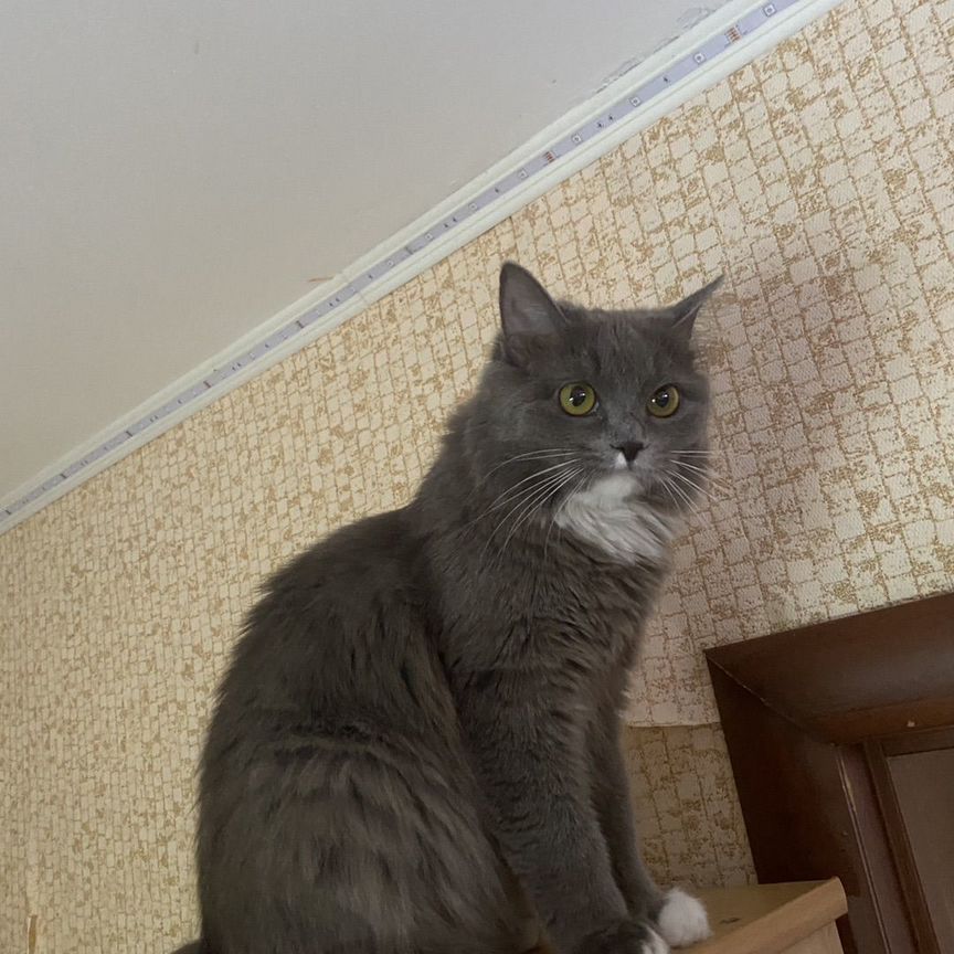 Кошка в добрые руки