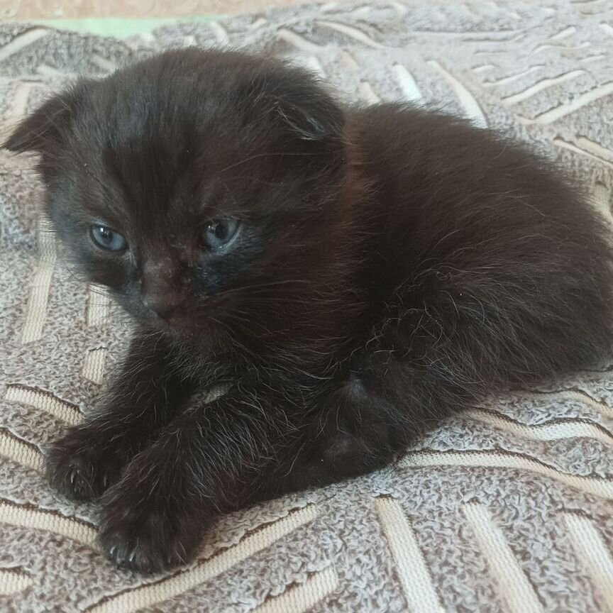Шотландский вислоухий короткошёрстный котёнок