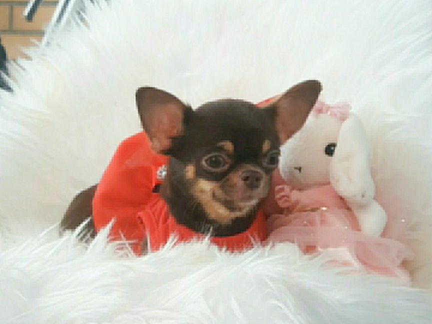 Красивая малышка мини